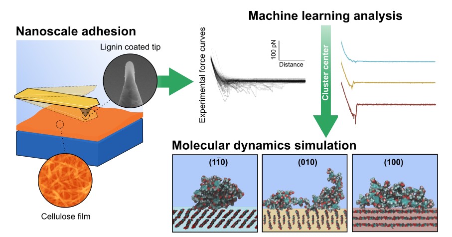 How lignin sticks to cellulose—insights from atomic force microscopy enhanced by machine ...